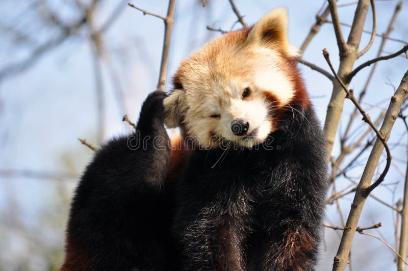 Red panda or lesser panda stock photo. Image of scratches - 54932050