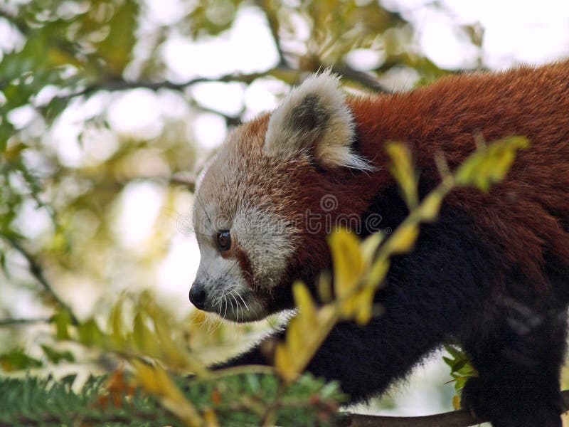 Red panda stock photo. Image of snout, lesser, fauna - 43694340