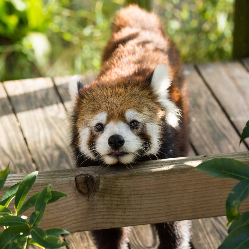 Red Panda or Lesser Panda Playing. Stock Image - Image of habitat, lazy ...
