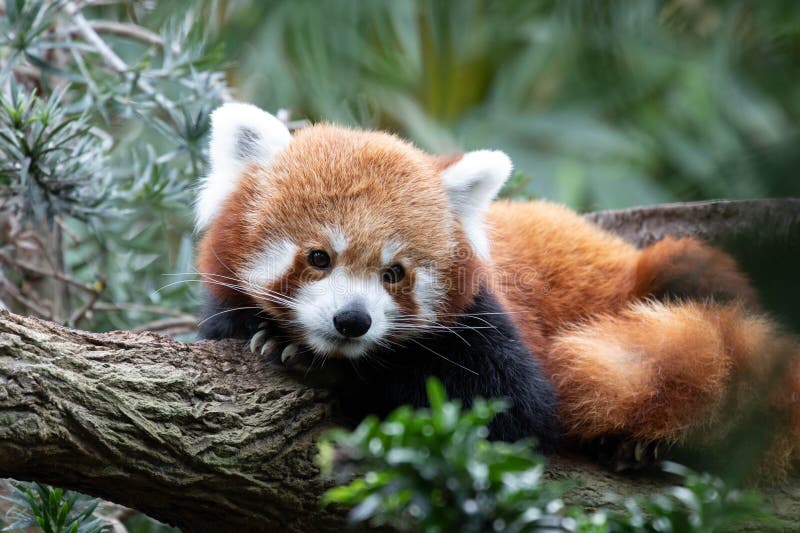 Close Up Sleepy Red Panda, Lesser Panda , on the Tree Stock Image ...
