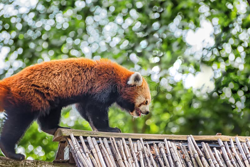 Red Panda, Lesser Panda. Watching of Wild Animals Stock Image - Image ...