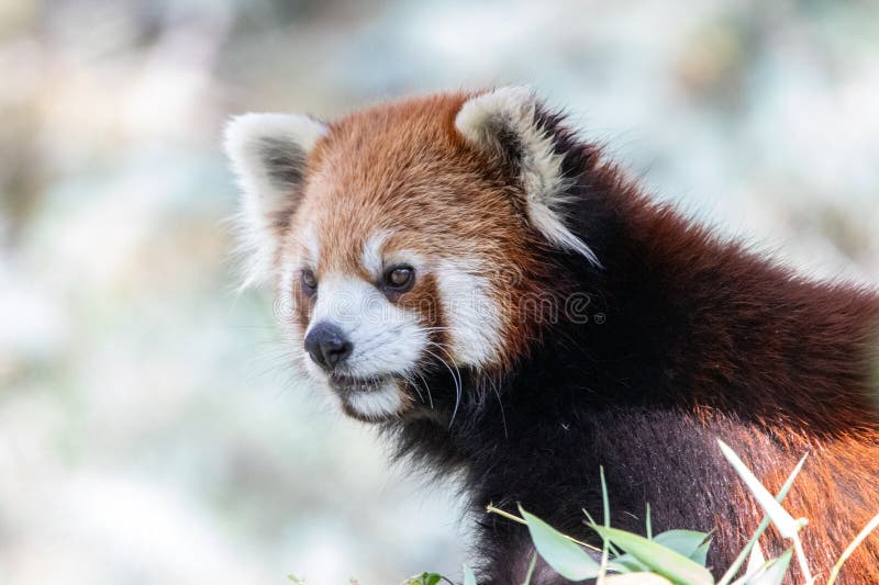 A red panda at a local zoo stock photo. Image of animal - 381687386