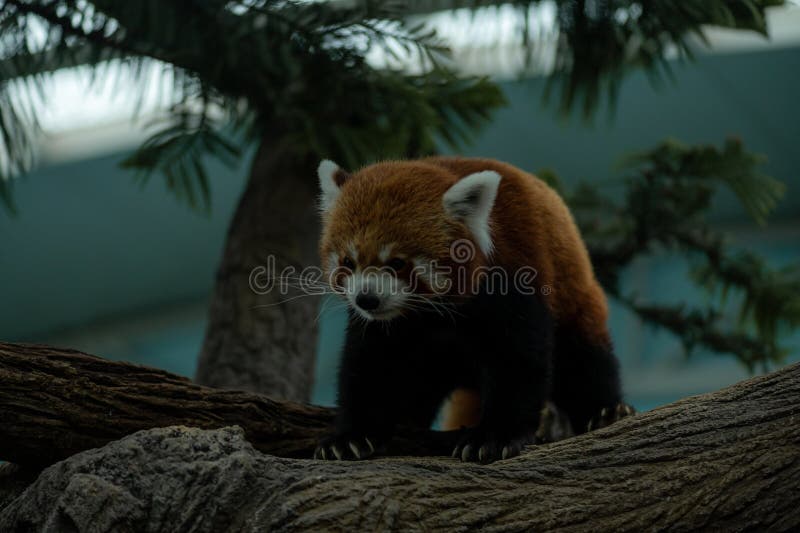 Red Panda Looking at the Camera in Chengdu Research Base of the Giant ...