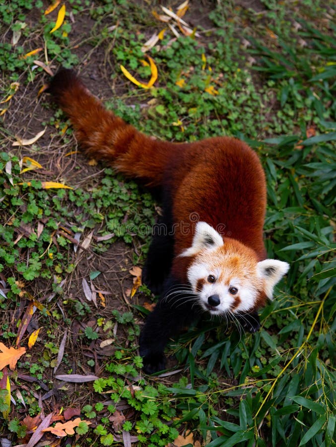 Red Panda Looking at Camera on Green Grass Stock Image - Image of ...