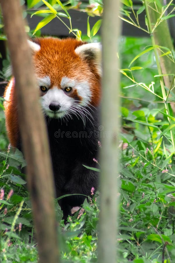 Red Panda Looking at Camera Stock Photo - Image of conservation, cute ...