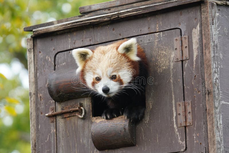 Red Panda Looking Out at the World Stock Photo - Image of ailuridae ...