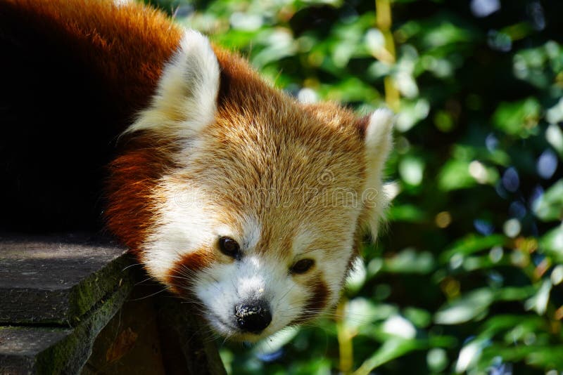 Red panda in the sun stock image. Image of cute, endangered - 231073723