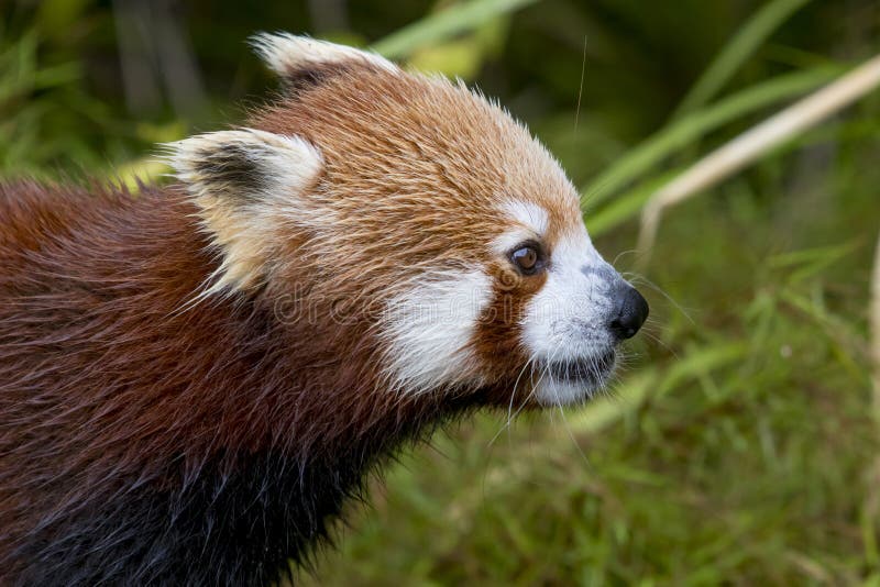 Red Panda Looking To the Right En Profile Stock Photo - Image of ...