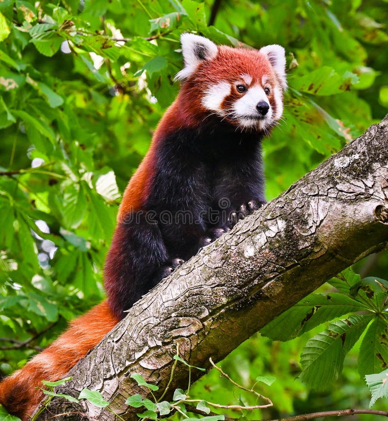 Red Panda Looks Down from a Tall Tree Branch Stock Image - Image of ...