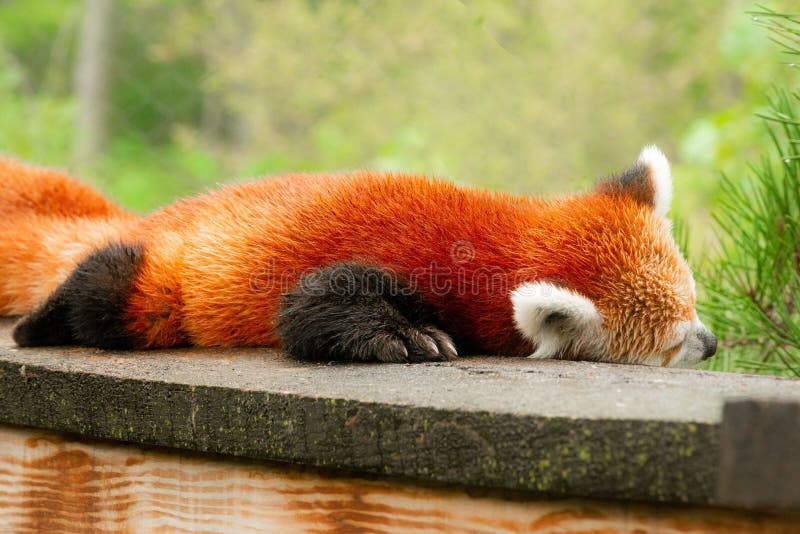 Red Panda Lying and Sleeping on Wood Stock Image - Image of lesser ...