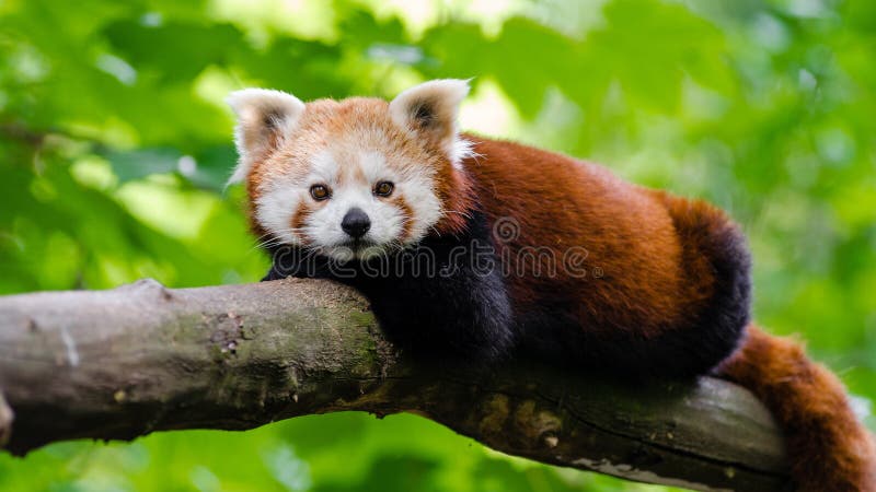 Red Panda Lying on a Tree Branch Stock Illustration - Illustration of ...