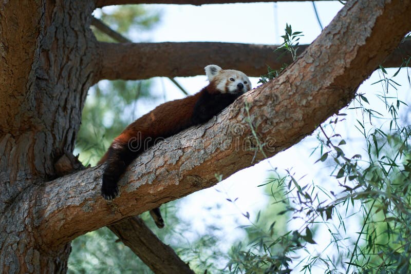 Red Panda Lying on Tree Branch Stock Photo - Image of foliage, leaves ...