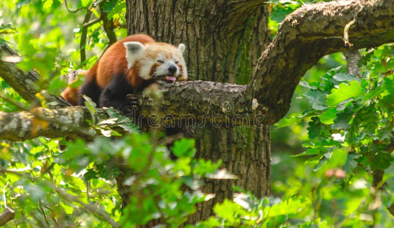 Red Panda Lying on the Tree with Green Leaves. Cute Panda Bear in ...