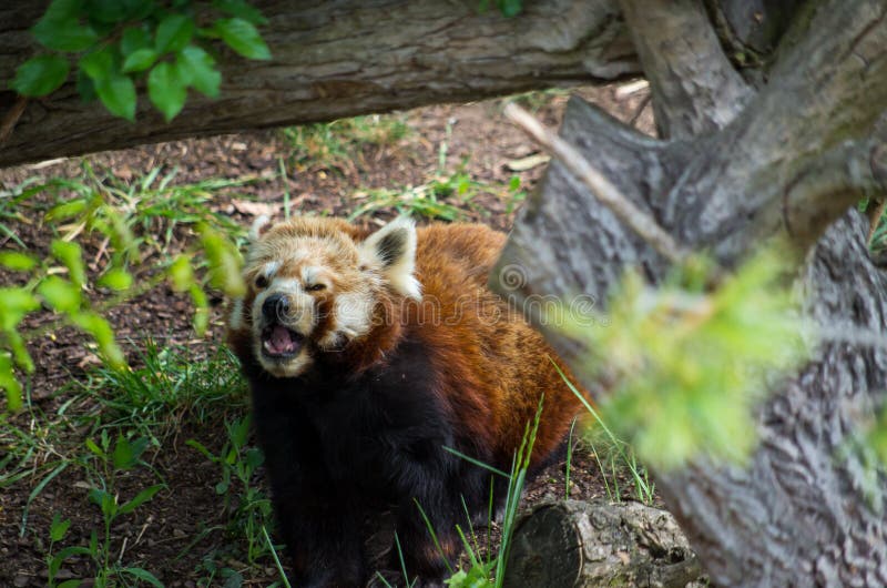 310 Male Red Panda Stock Photos - Free & Royalty-Free Stock Photos from ...