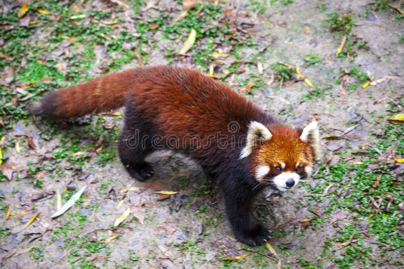 The Male Red Panda is on the Meadow . China Stock Image - Image of ...