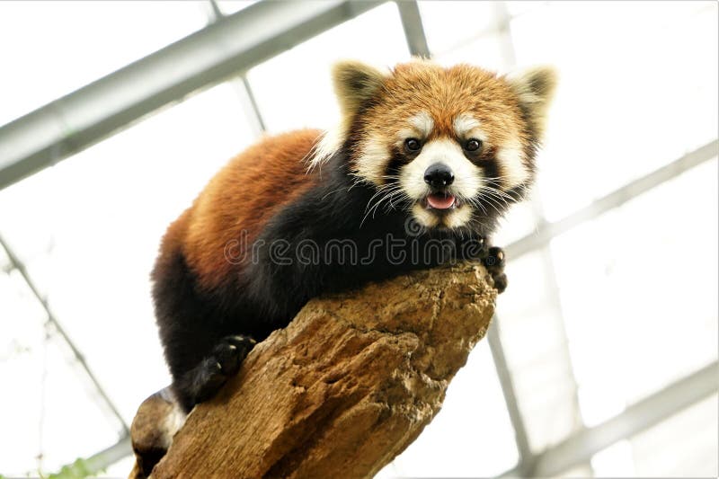 Red Panda, Mammal, Terrestrial Animal, Snout Stock Image - Image of ...
