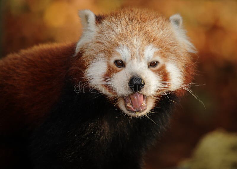Panda with Mouth Open, Slumped on Climbing Frame Stock Image - Image of ...