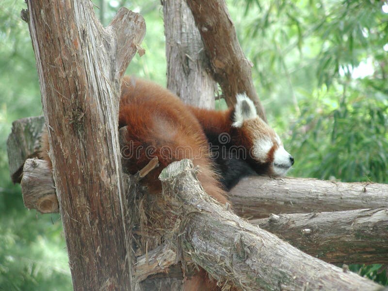 Red Panda Nap stock photo. Image of tree, panda, branch - 527046