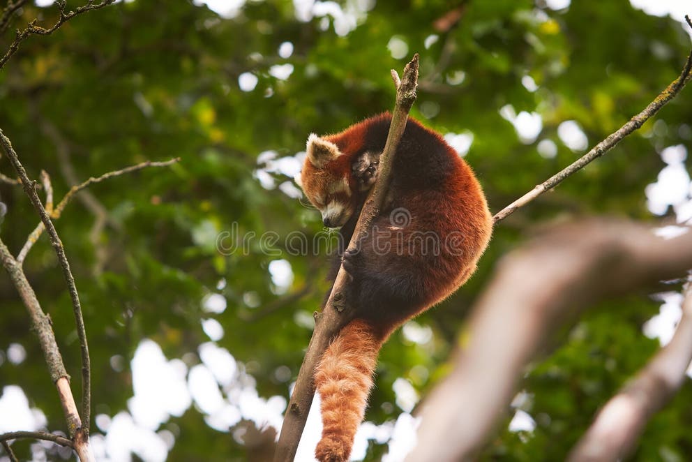 Red Panda Napping in a Branch Tree Stock Photo - Image of animal, bear ...