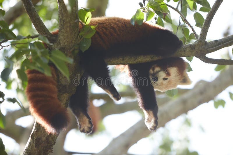 Red Panda Napping on a Branch Tree in the Zoo Stock Photo - Image of ...
