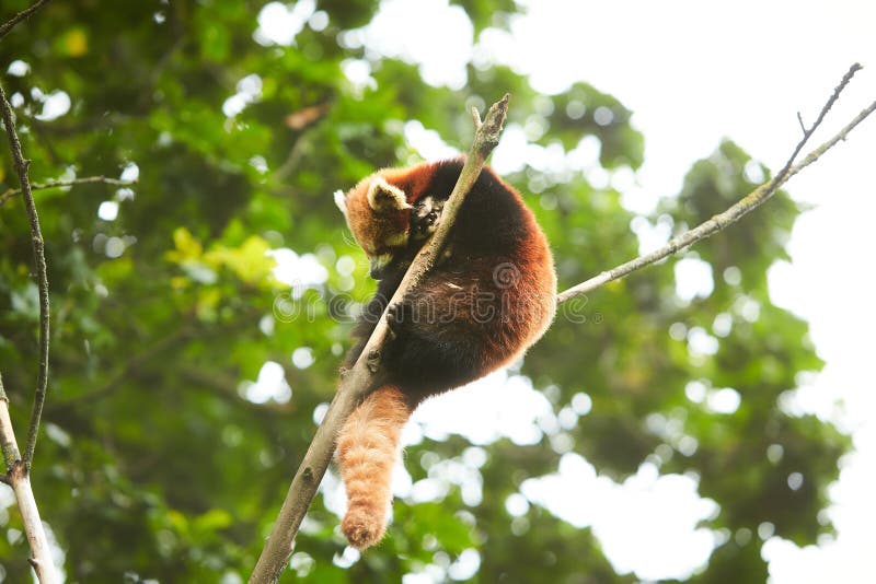 Red Panda Napping in a Branch Tree Stock Image - Image of branch, cute ...