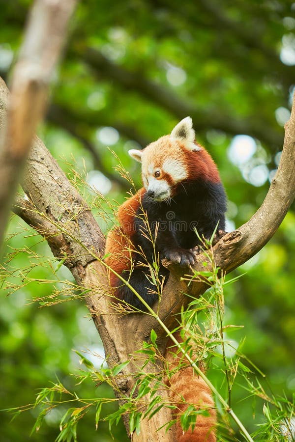 Red Panda Napping in a Branch Tree Stock Image - Image of exotic, brown ...