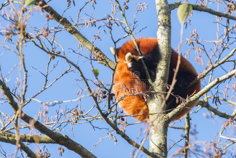 Red panda napping stock image. Image of bark, outdoors - 82393405