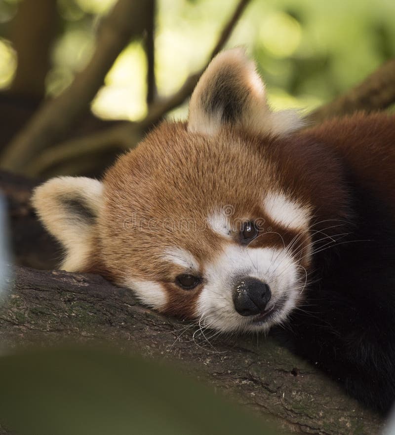 Australia panda stock photo. Image of plants, watching - 6609044