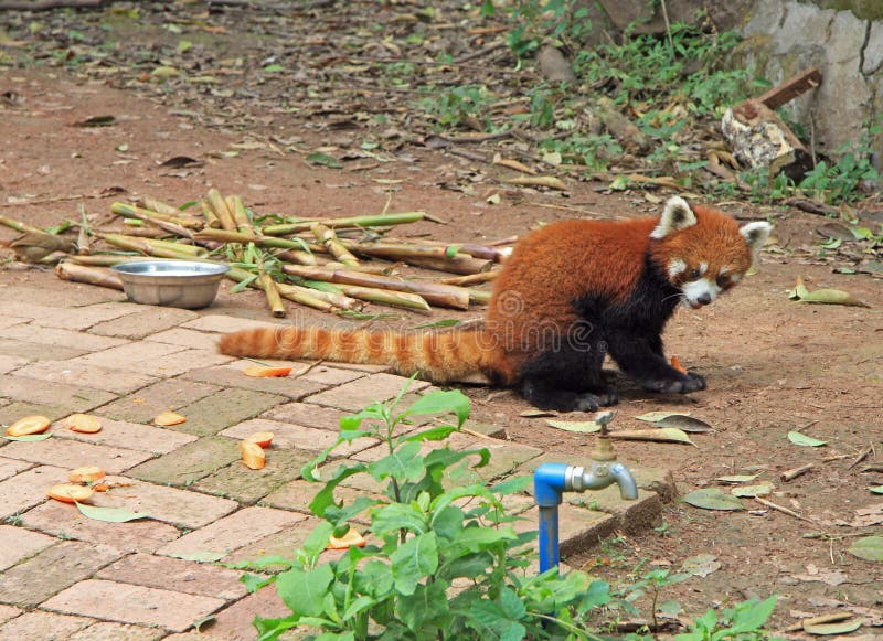 Red Panda in Park of Chengdu Stock Photo - Image of color, chinese ...