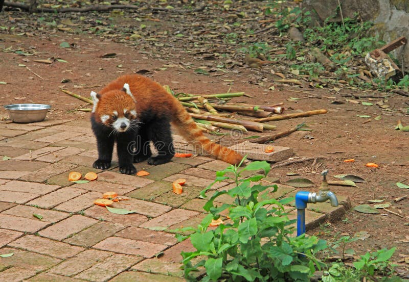 Red Panda in Park of Chengdu Stock Photo - Image of mammal, reseach ...