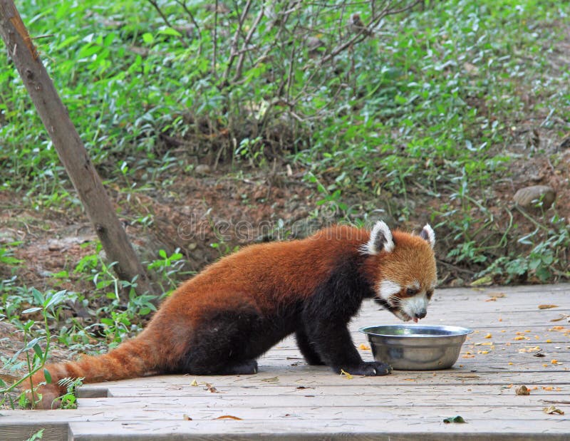 Red Panda in Park of Chengdu Stock Image - Image of green, chengdu ...