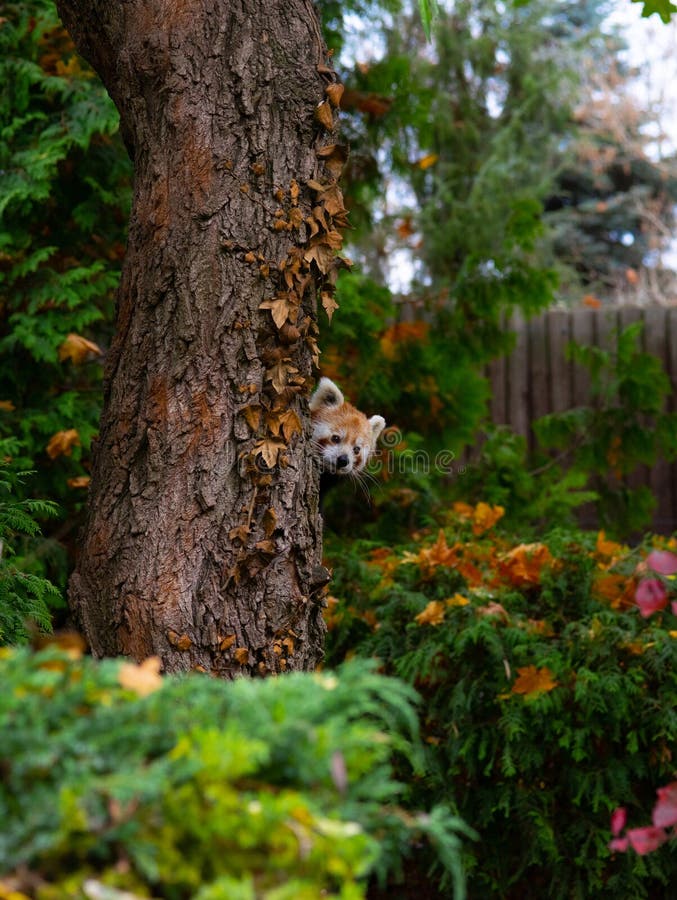 Red Panda Peeking Out from Behind a Tree Stock Image - Image of ...