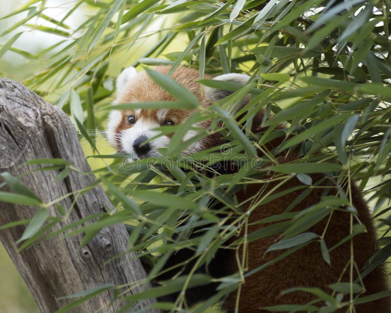 Red panda peeking stock photo. Image of curious, humorous - 46911952