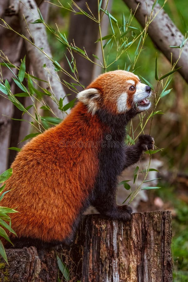 Red Panda Perching on Tree Trunk and Looking Towards Stock Image ...