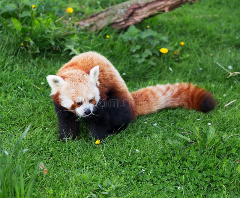 Red panda stock photo. Image of lazy, cute, park, bear - 71384726