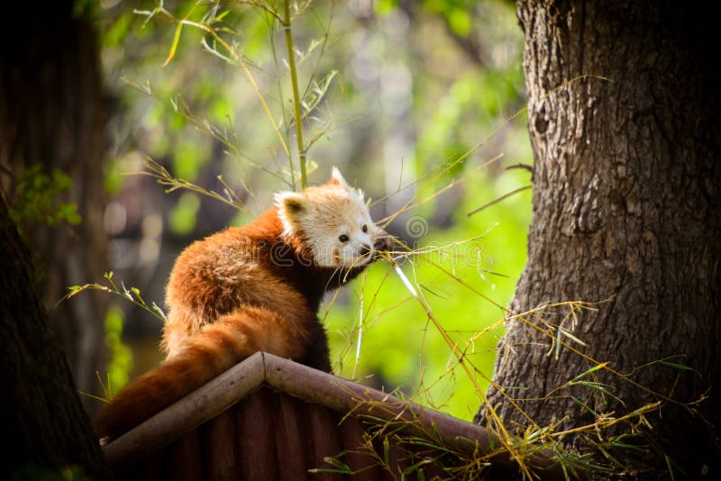 Red Panda Playing with Branches Stock Image - Image of nature, wild ...
