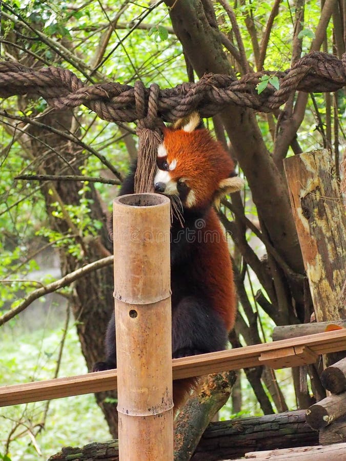 Red panda playing stock photo. Image of panda, giant - 141865376