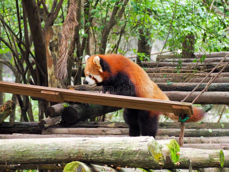 Red panda playing stock photo. Image of giant, breeding - 141865484