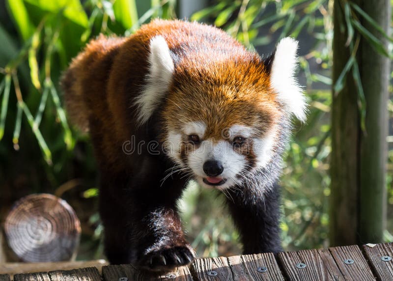 Red Panda or Lesser Panda Playing. Stock Photo - Image of lazy, leaves ...