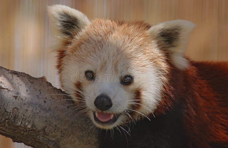 Red Panda portrait. stock image. Image of mammal, beautiful - 85546389