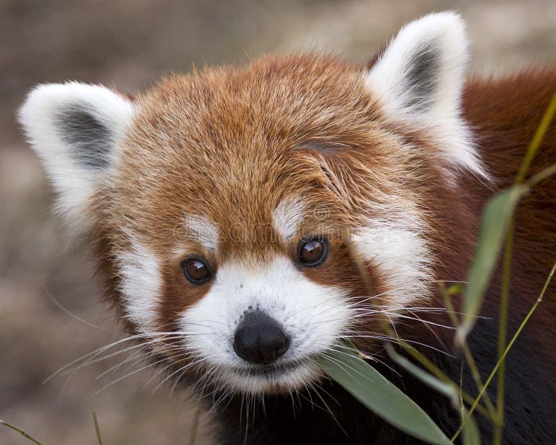 Red panda portrait stock photo. Image of fauna, making - 49357732