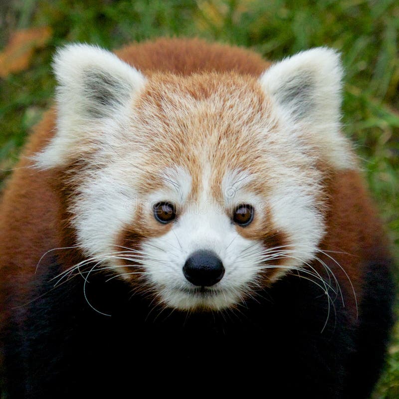 Red Panda Portrait stock image. Image of asian, endangered - 39015277