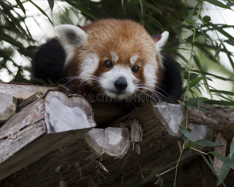 Red panda stock photo. Image of forest, eyes, carnivore - 45490478