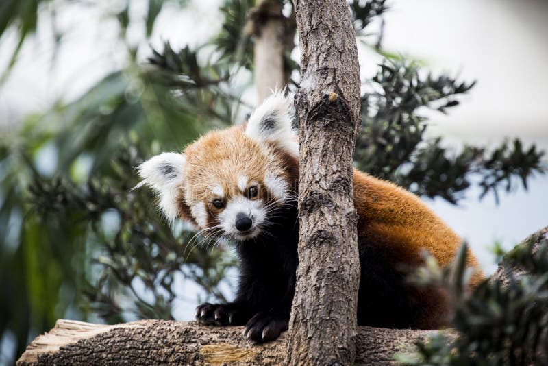 Red panda stock image. Image of cuddle, tree, wood, soft - 39941553