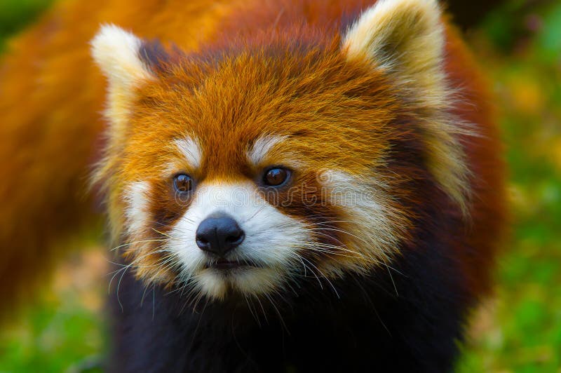Red panda stock image. Image of nature, panda, color - 52428751