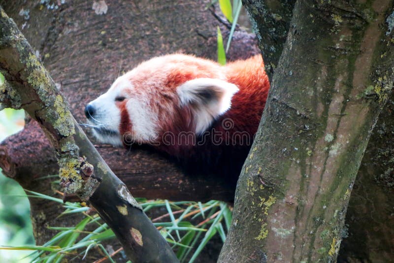 Red Panda stock photo. Image of himilayas, rare, small - 100869896
