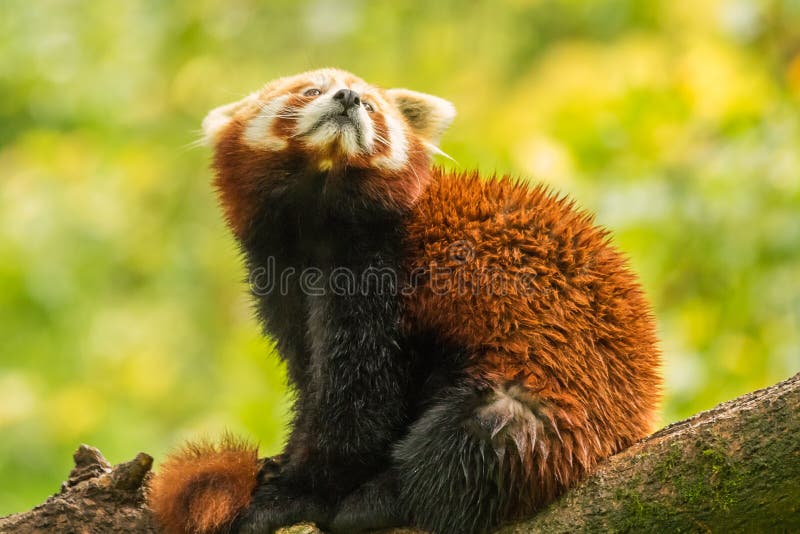 Red panda stock photo. Image of alaska, green, cute - 100273092