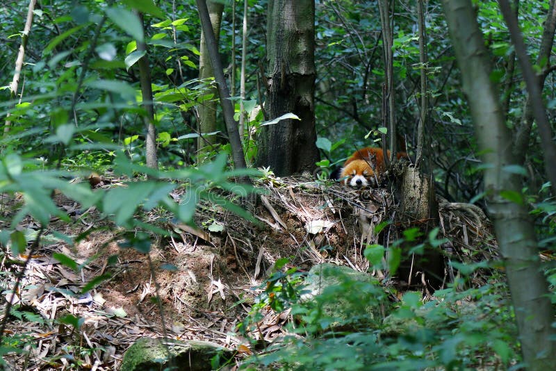 Red panda stock image. Image of wildlife, cute, bamboo - 122482185
