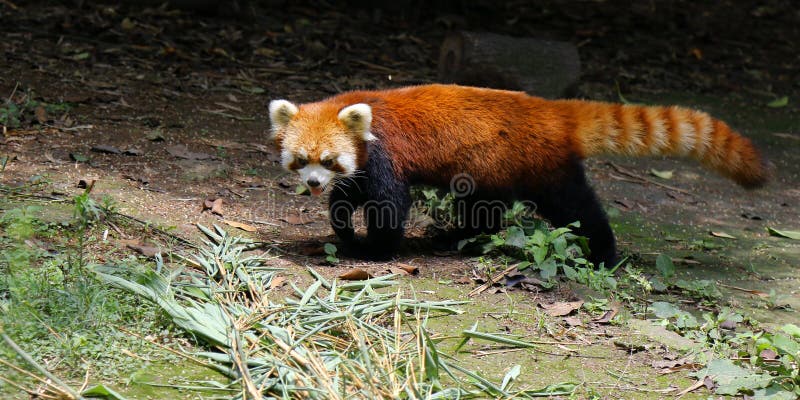 Red panda stock image. Image of asia, wilderness, china - 122482287
