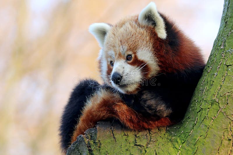Red Panda in autumn stock photo. Image of cute, animal - 17857532